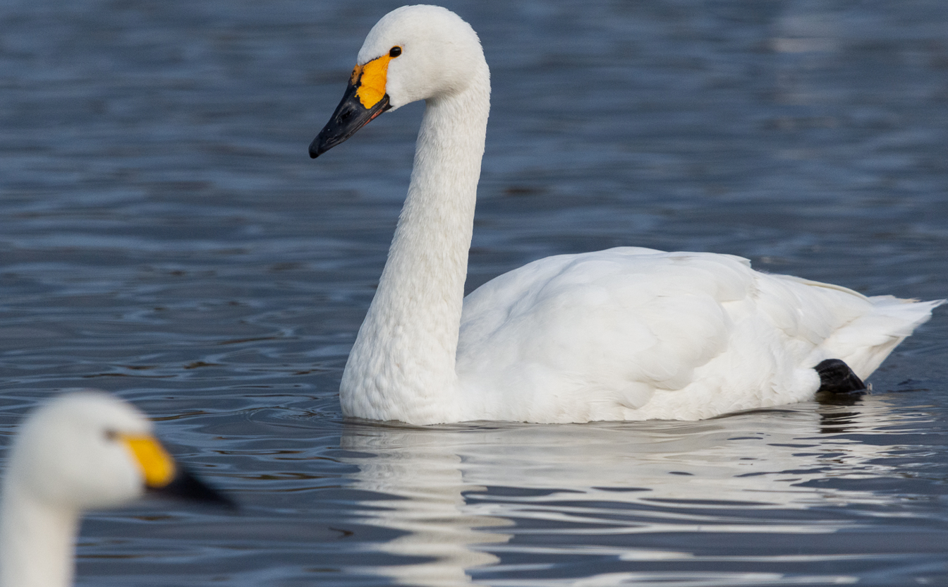 Cold spell sees ‘swanfall’ at Slimbridge — Gloucester News Centre