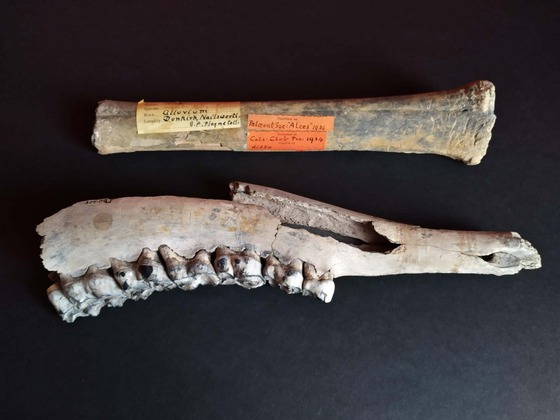 Museum in the Park's 10,000-year-old elk bones spark new research ...